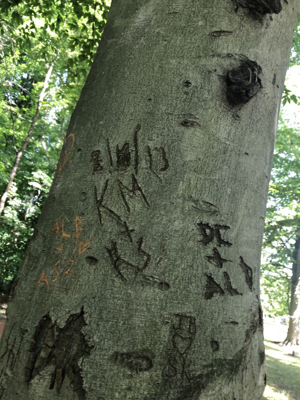 Tree Carvings in Dunn's Woods at Indiana University - Clio